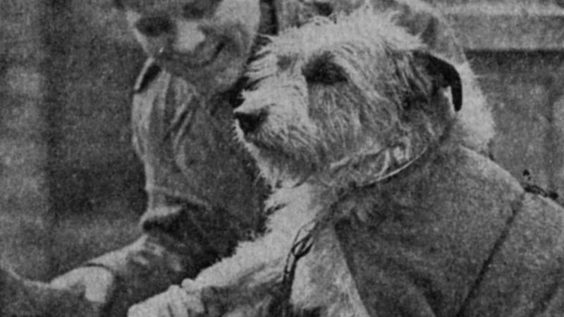 Lincoln dog that raised thousands for charity to get statue - BBC News