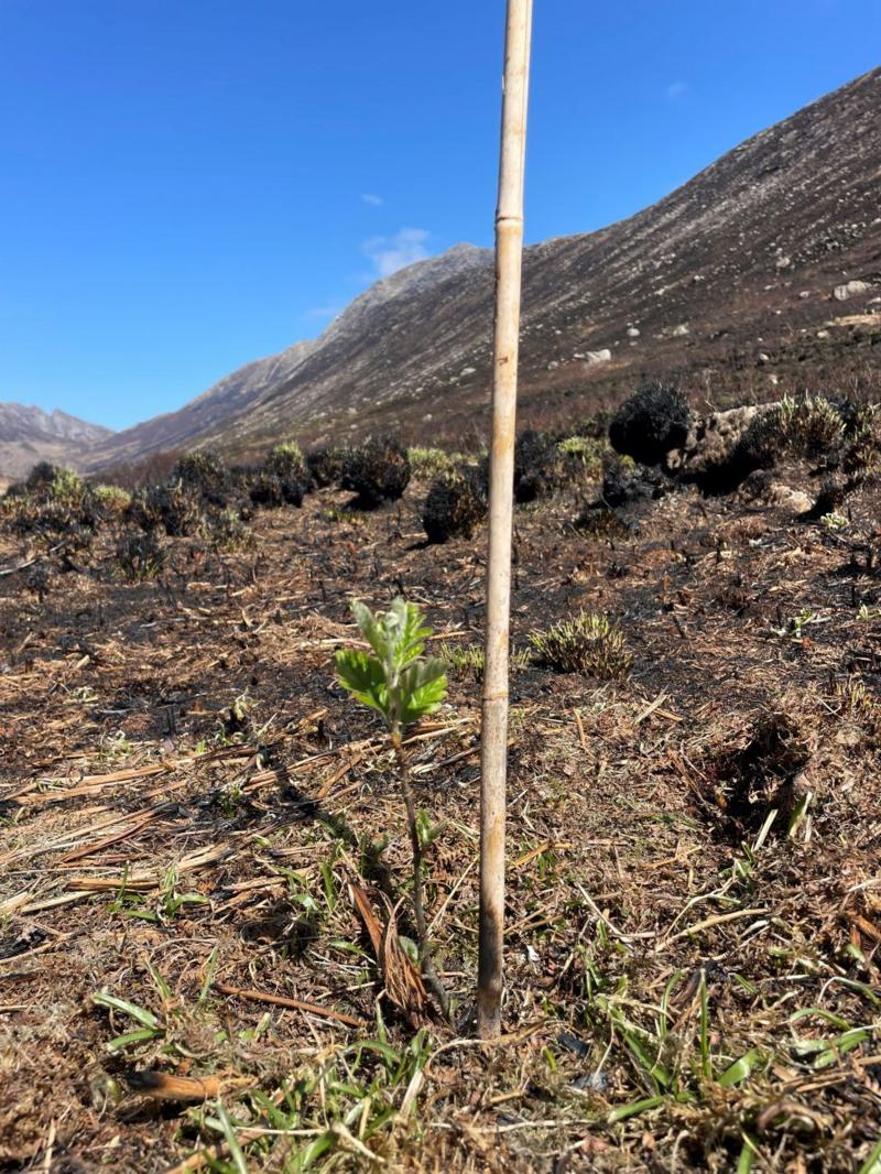 'Arran wildfire sent 10 years of work up in flames' - BBC News