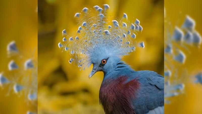 The pastel rainbow pigeon and some of world's most beautiful birds ...