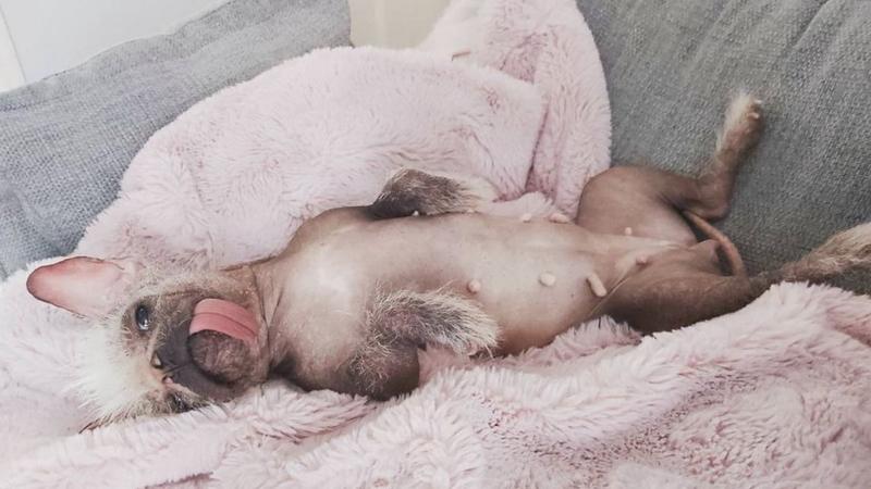 East Yorkshire's Peggy the Pugese bids to be named UK's ugliest dog ...