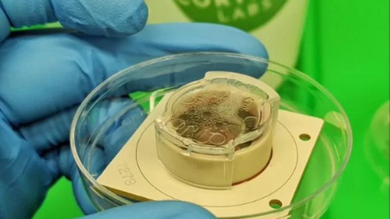 Creepily clever: Lab-grown brain cells learn to play video game! - BBC ...