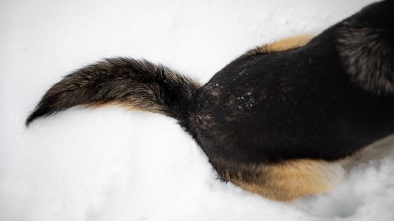 Why do dogs wag their tails? - BBC Newsround