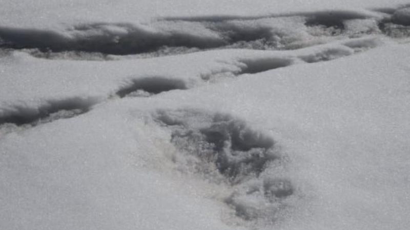 'Yeti footprints': Indian army mocked over claim - BBC News