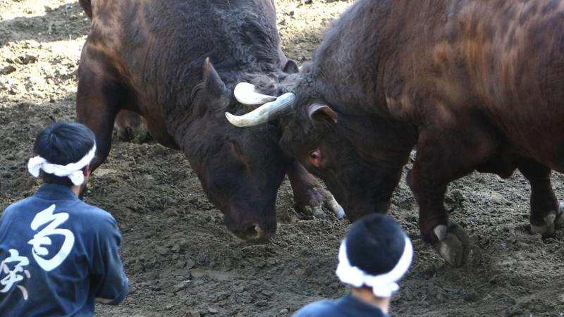 Japan bullfighting: Women allowed into 'pure' ring after ban lifted ...