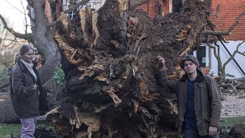 Storm Eunice: Huge 400-year-old oak tree falls on to house - BBC News