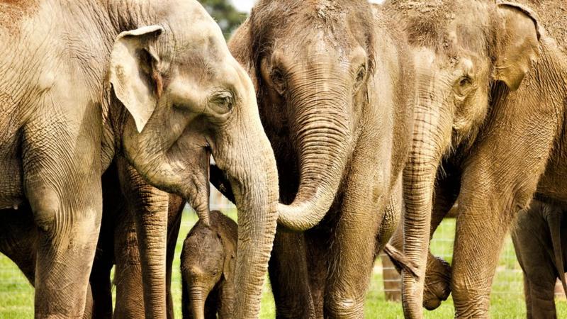 How is elephant poo helping conservationists? - BBC Newsround