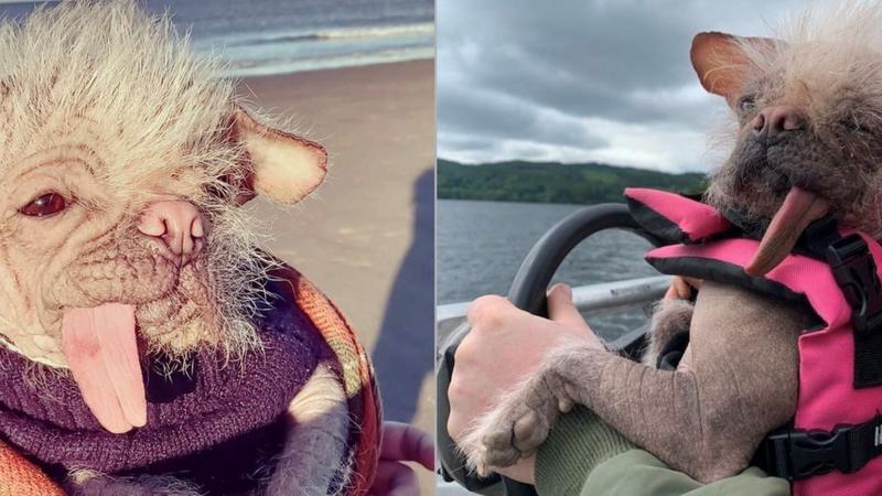 East Yorkshire's Peggy the Pugese bids to be named UK's ugliest dog ...