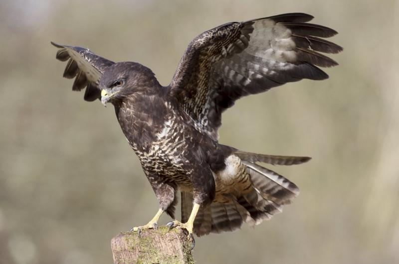 How buzzards came to fly over the UK again - BBC News