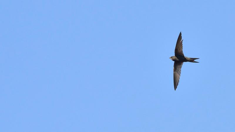 Swift tower in Cardiff Bay gives birds a starter home - BBC News