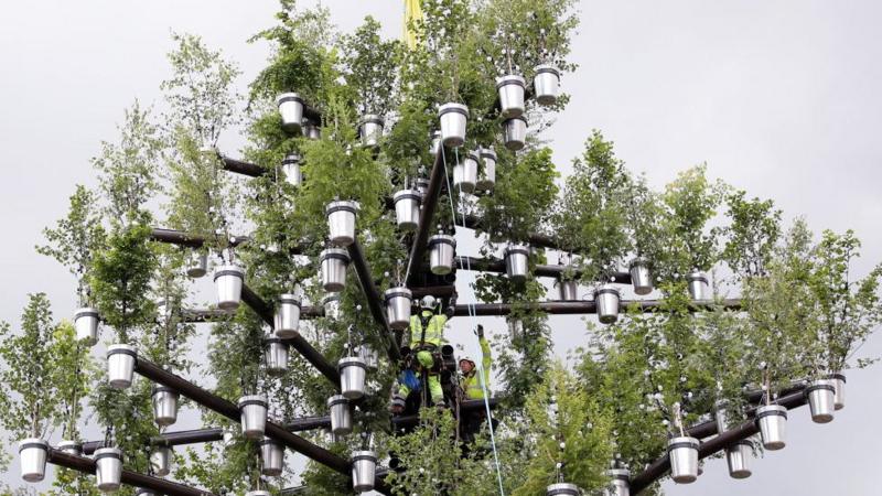 Platinum Jubilee: Tree of trees to be planted around UK - BBC Newsround
