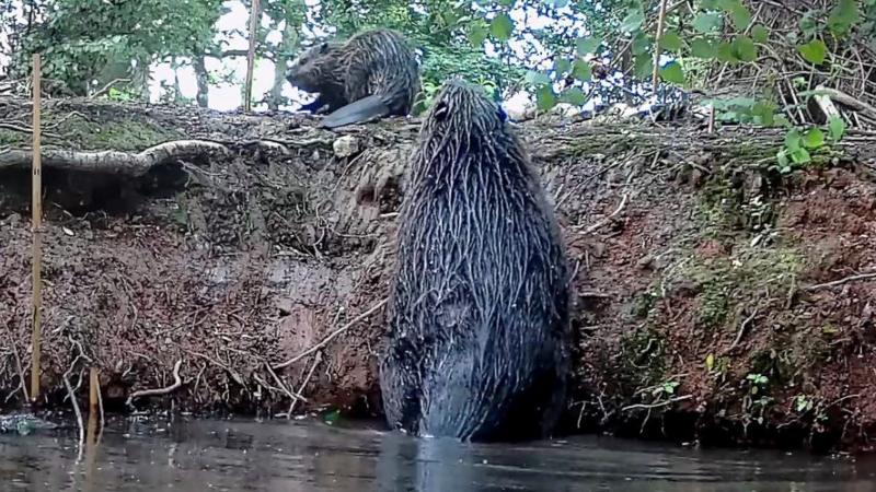 Beavers 'could be back in Northamptonshire in October' - BBC News