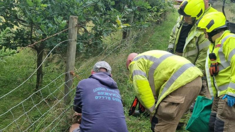 Dog-spooked deer rescued from fence in Sandy - BBC News