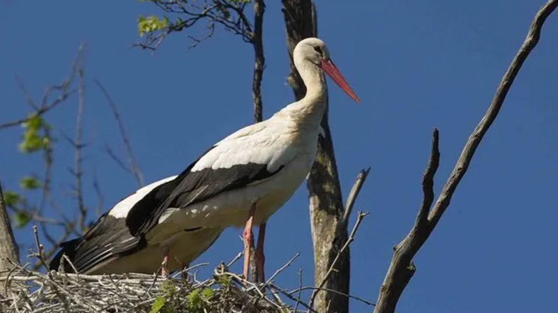 White stork comeback hope for new project in Derbyshire - BBC News