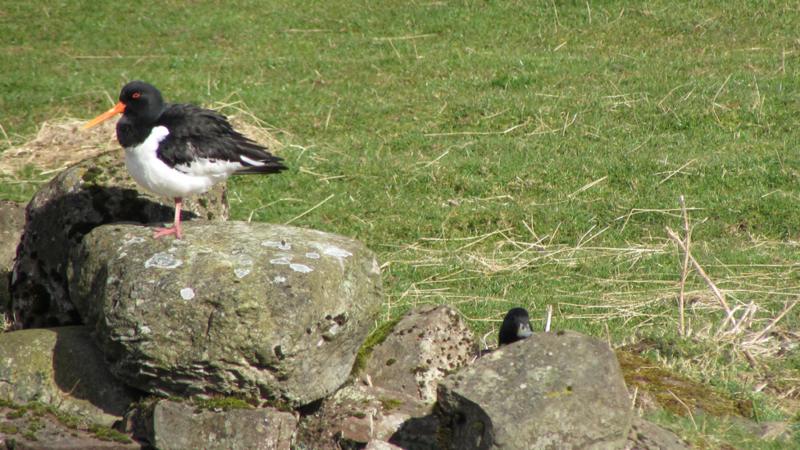 Your pictures of Scotland: 1-8 April - BBC News
