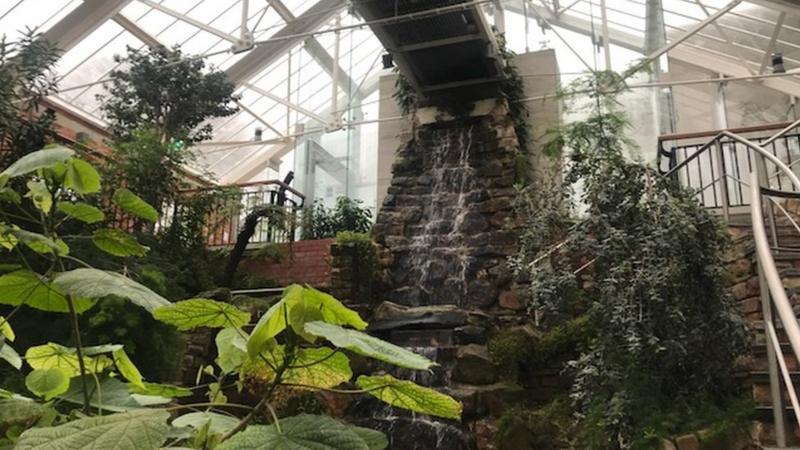 Belfast Botanic Gardens: Tropical paradise in the city - BBC News