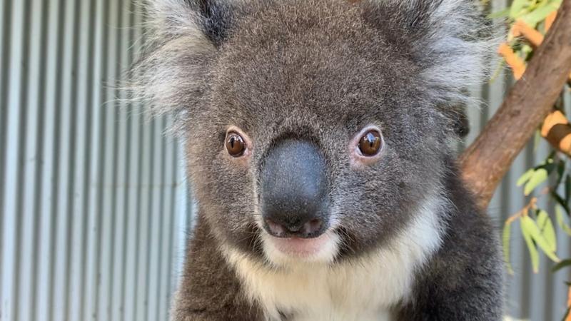 Koalas - BBC News