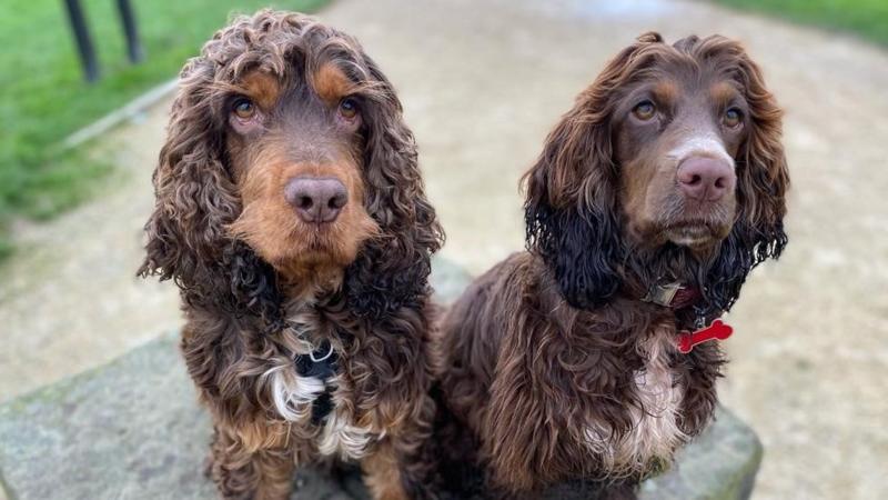 Bobi breaks Guinness World Record for oldest dog ever - BBC News