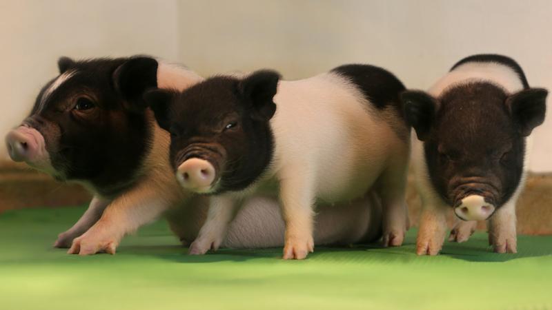 Man gets genetically-modified pig heart in world-first transplant - BBC ...