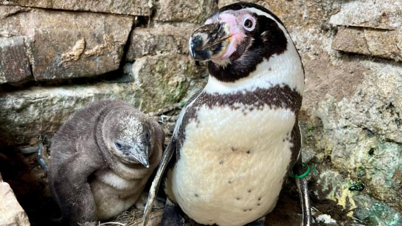 Henry is world's smallest penguin's latest arrival in Weymouth - BBC News