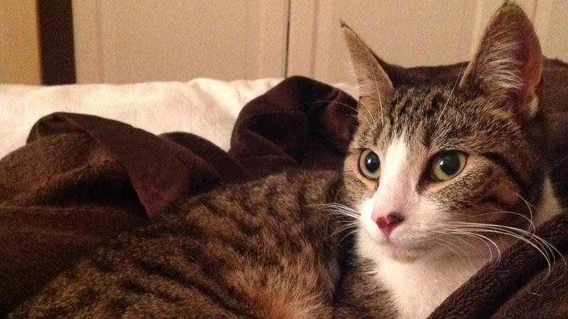 Cat missing for five years reunited with 'elated' family - BBC News