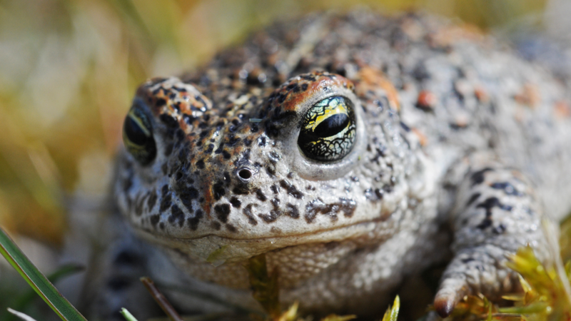 Rare genetic mutation turns magnificent tree frog blue - BBC Newsround
