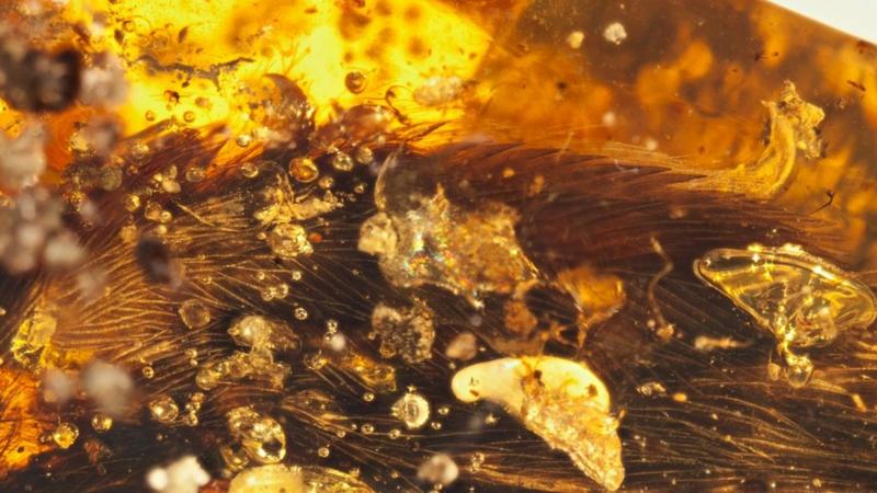 Ancient birds' wings preserved in amber - BBC News
