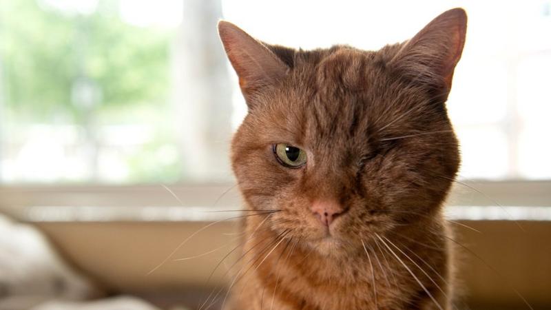 National Cat Awards 2023: Meet the finalists! - BBC Newsround