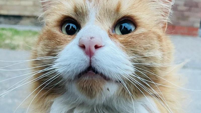 What makes ginger tom cats so adventurous? - BBC News