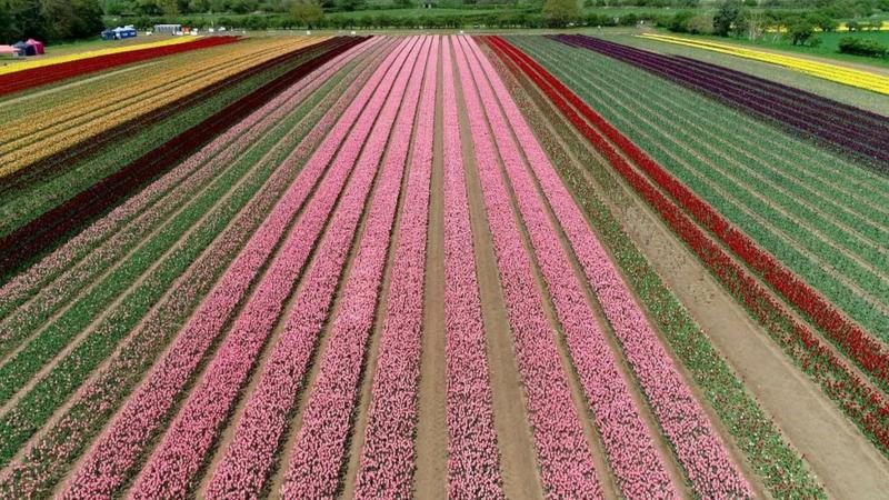 Spalding Flower Parade returns with millions of tulips on show - BBC News
