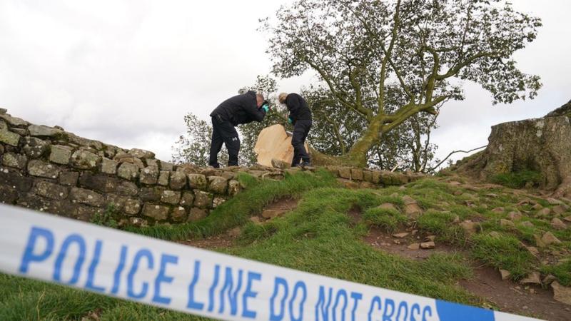 Sycamore Gap: Cut down tree could regrow shoots, experts say - BBC News