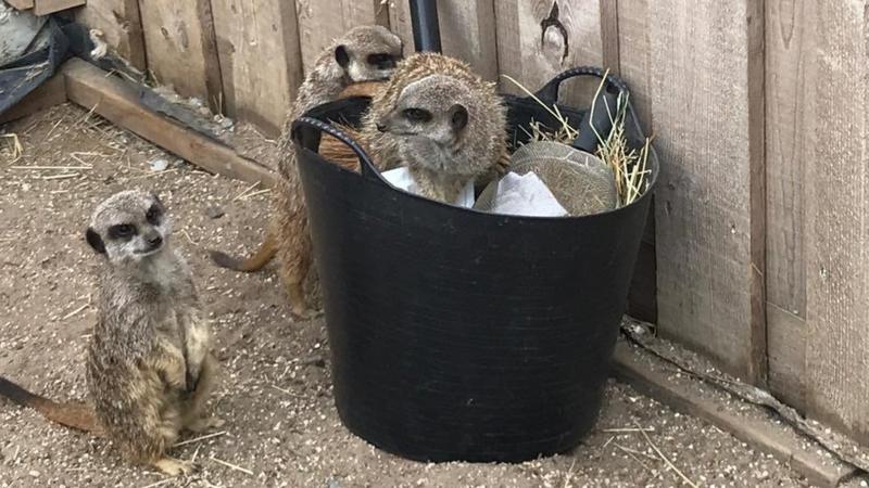 Meerkats - BBC News