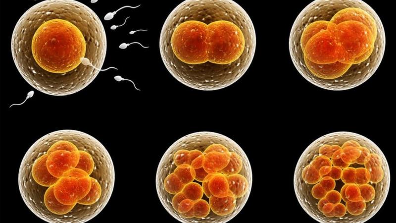Human skin DNA fertilised to make embryo for first time - BBC News