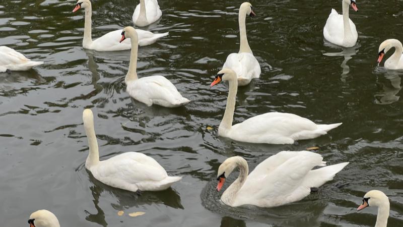 Why swans may be more likely to die from bird flu - BBC News