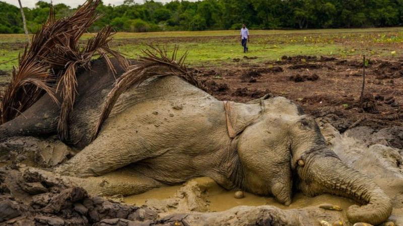 Six elephants dead after being struck by train in Sri Lanka - BBC News