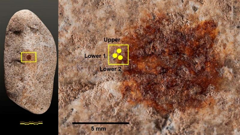 Ancient human fingerprint suggests Neanderthals made art - BBC News
