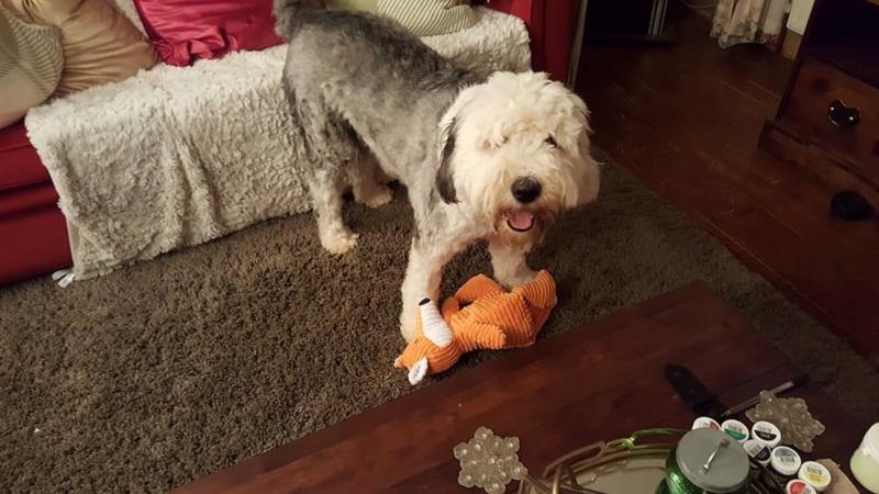 When is it not OK to pet a stranger's dog? - BBC News