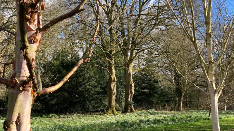 Severe pollen season causing hay fever symptoms for allergy sufferers ...