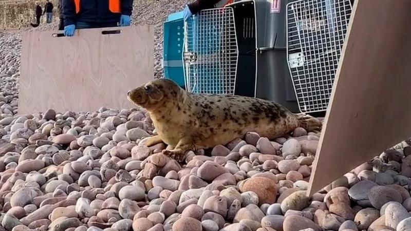 'Nasty' blood infection warning if bitten by seal - BBC News