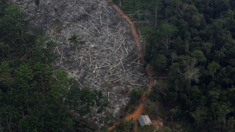 Then and now: Why deforestation is such a hot topic - BBC News