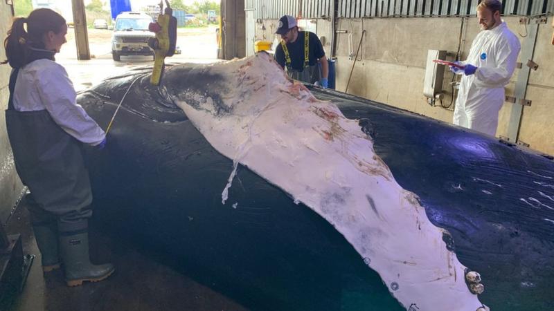 How a rescue attempt of a whale in the Thames brought millions together ...