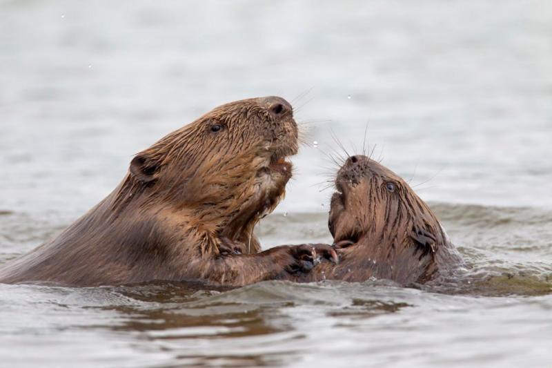 Six beaver families to be released near River Beauly in the Highlands ...