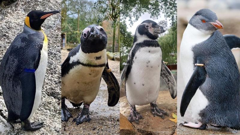 March of the Penguin Madness: Which penguin will win in 2025? - BBC ...