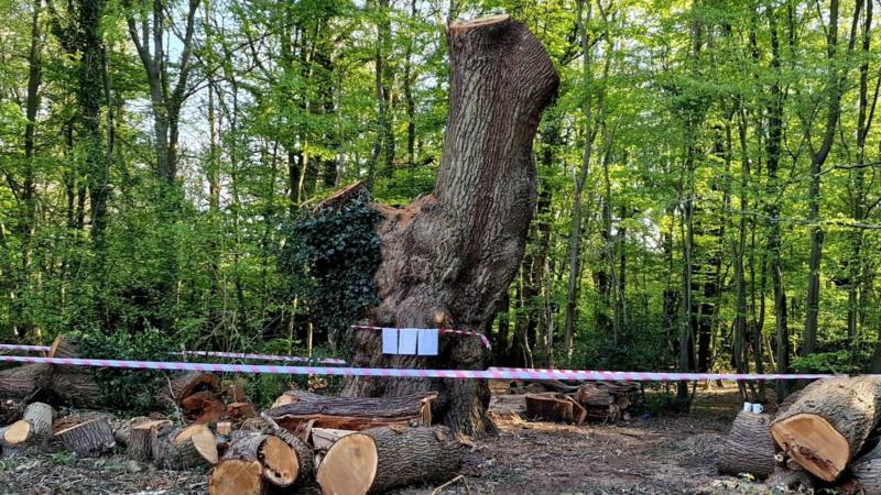 Enfield oak felling: 'A crime against 500-year-old being' - BBC News