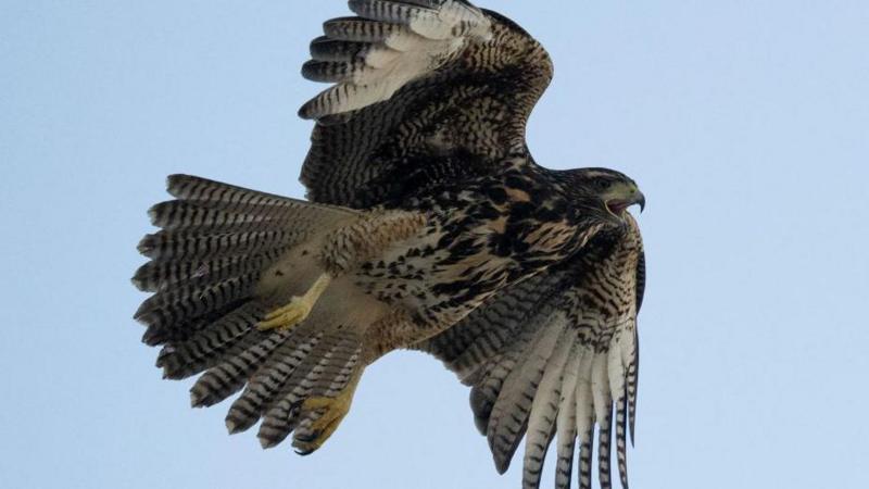 Flamstead hawk finally captured after terrorising village - BBC News