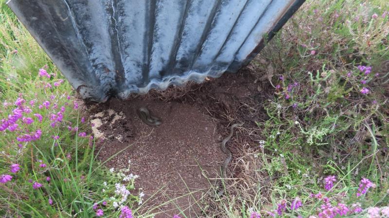 Smooth snakes thriving after slithering into Devon heathland - BBC News