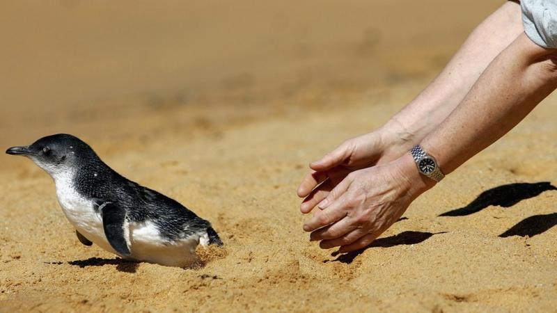 Penguin Awareness Day: Newsround's top 10 penguin facts - BBC Newsround