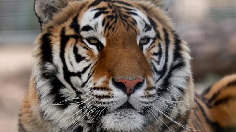 Noah's Ark Zoo Farm is raising £175k to care for mistreated tiger - BBC ...