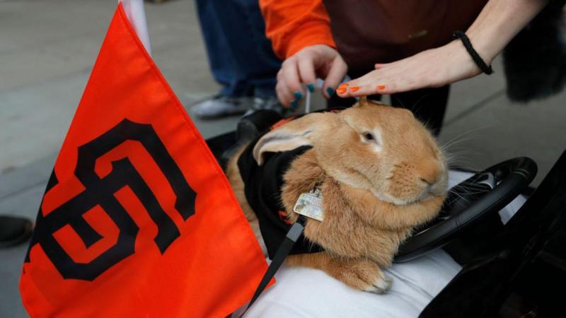 Meet Alex, the 'therapy bunny' - BBC Newsround