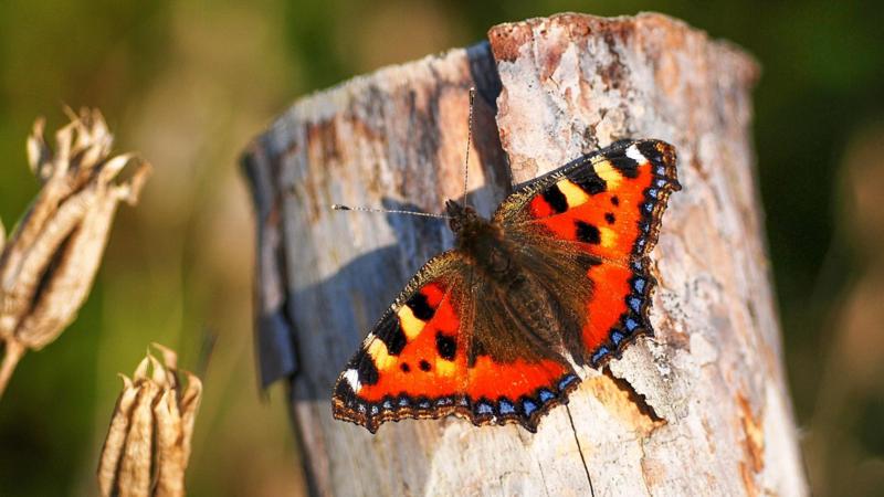 New Lenwade tropical house with 400 butterflies opens - BBC News
