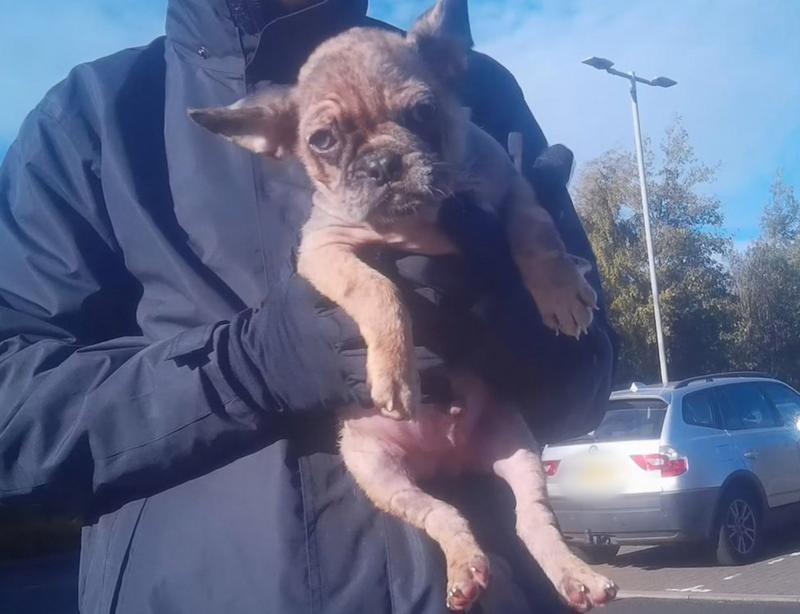 Violent thug who breeds ‘extreme’ dogs exposed - BBC News